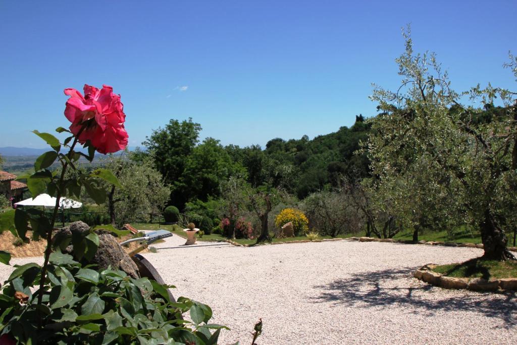 Pacifico, Montepulciano (updated prices 2025)