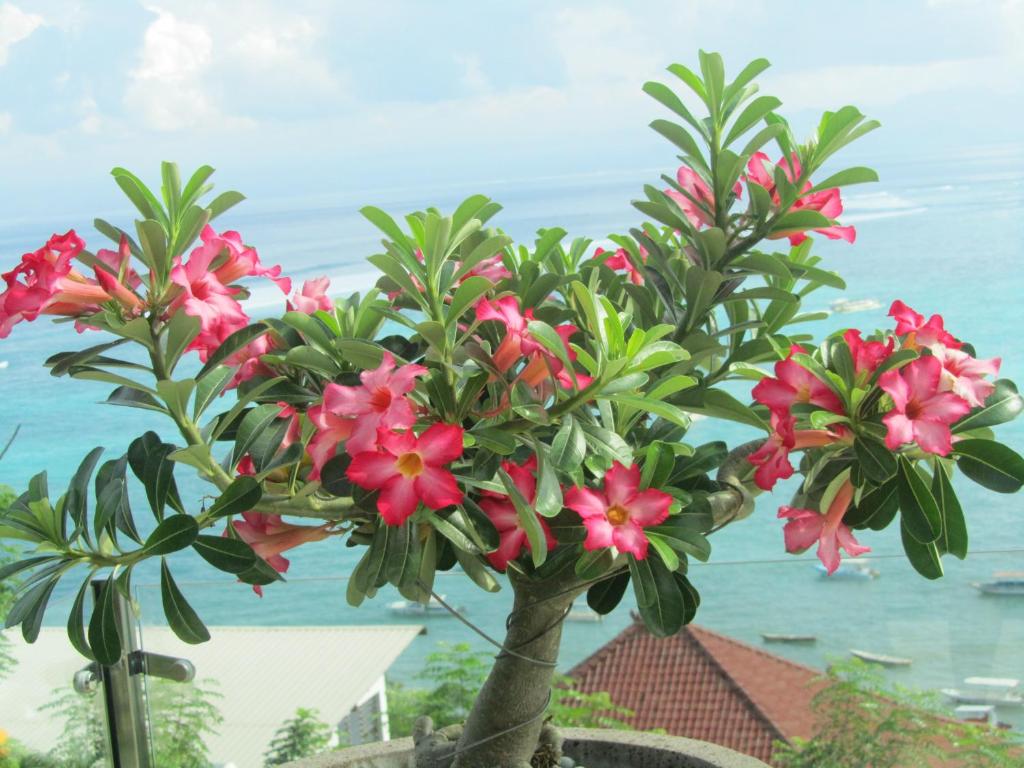 Lembongan Harmony Villas, Nusa Lembongan (updated prices 2025)