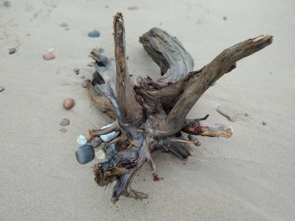 Yzzi, Palanga (updated prices 2025)