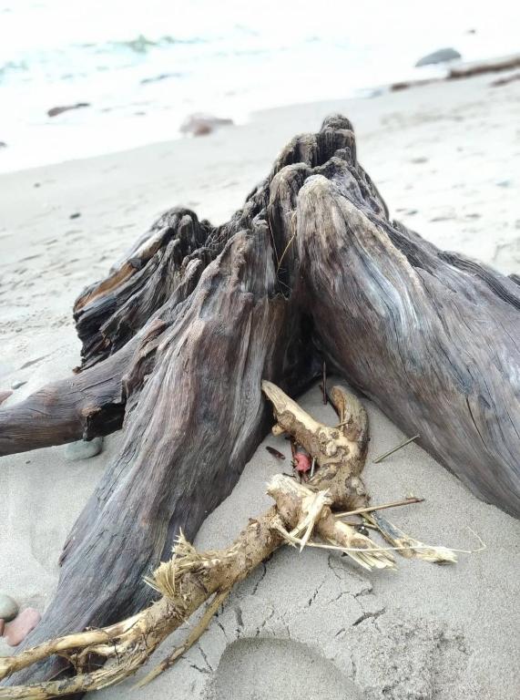 Yzzi, Palanga (updated prices 2025)