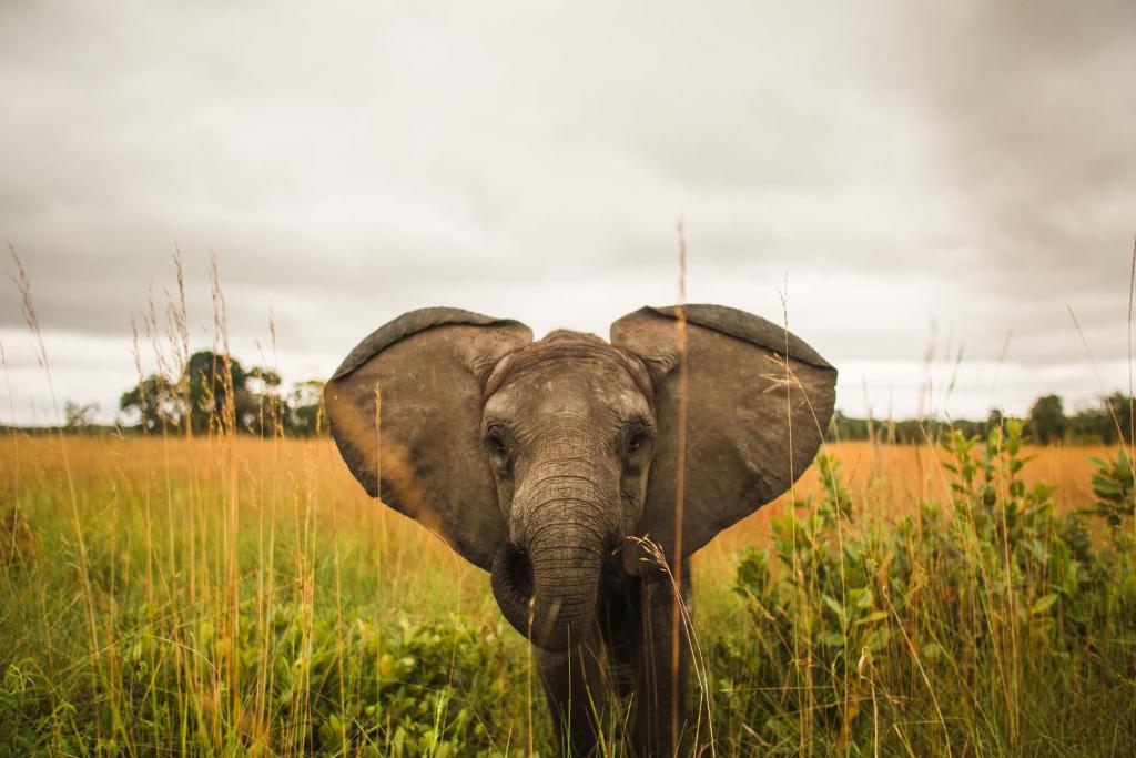 Chaminuka Lodge, Lusaka (updated prices 2025)