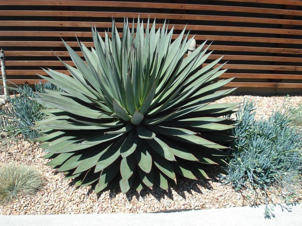 Agave Inn, Santa Barbara (updated prices 2025)