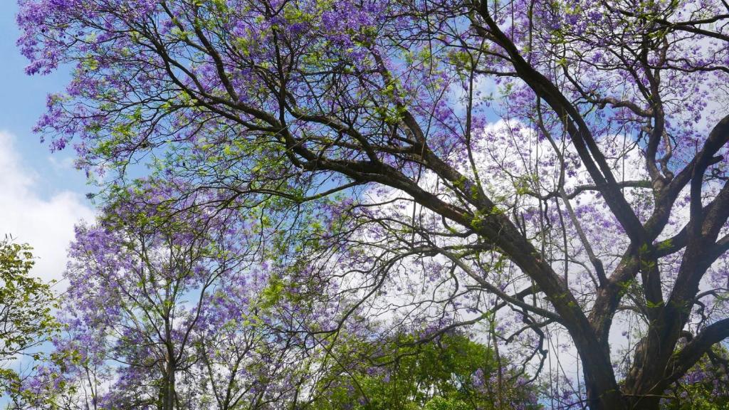 Arusha Villa Karamu Coffee Estate, Usa River (updated prices 2025)