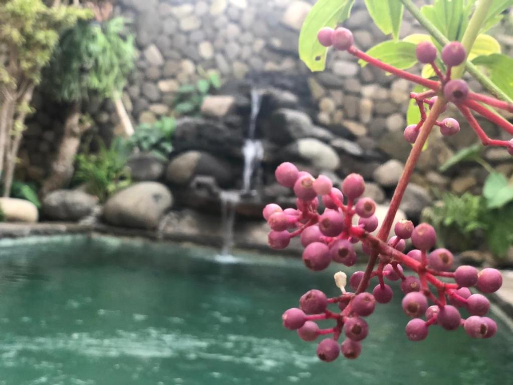 Melati Bali 2, Canggu (updated prices 2025)