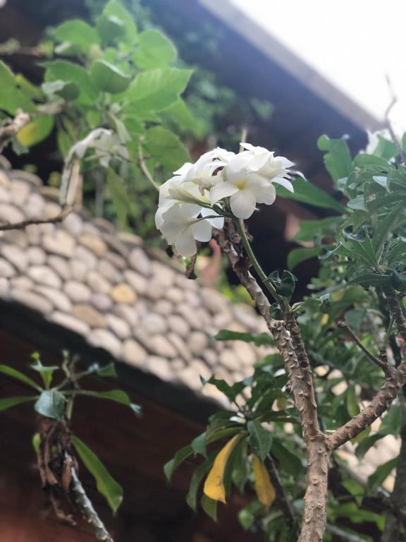 Melati Bali 2, Canggu (updated prices 2025)