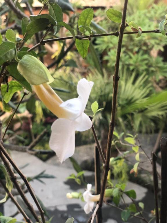 Melati Bali 2, Canggu (updated prices 2025)