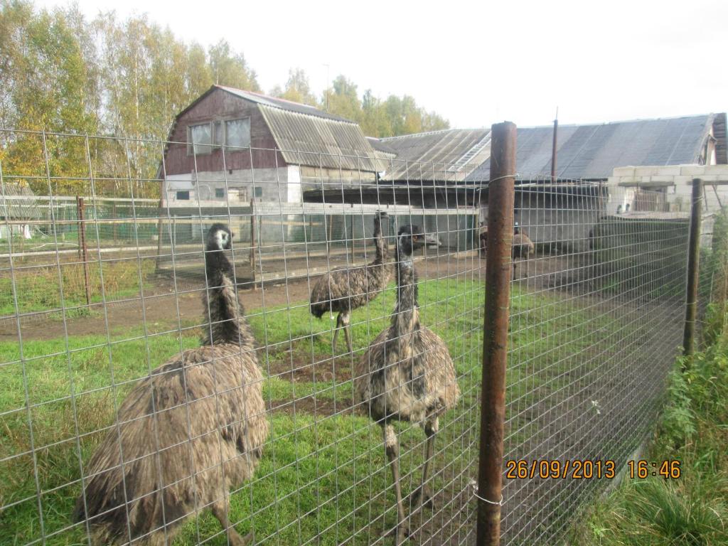 Ostrich Farm House