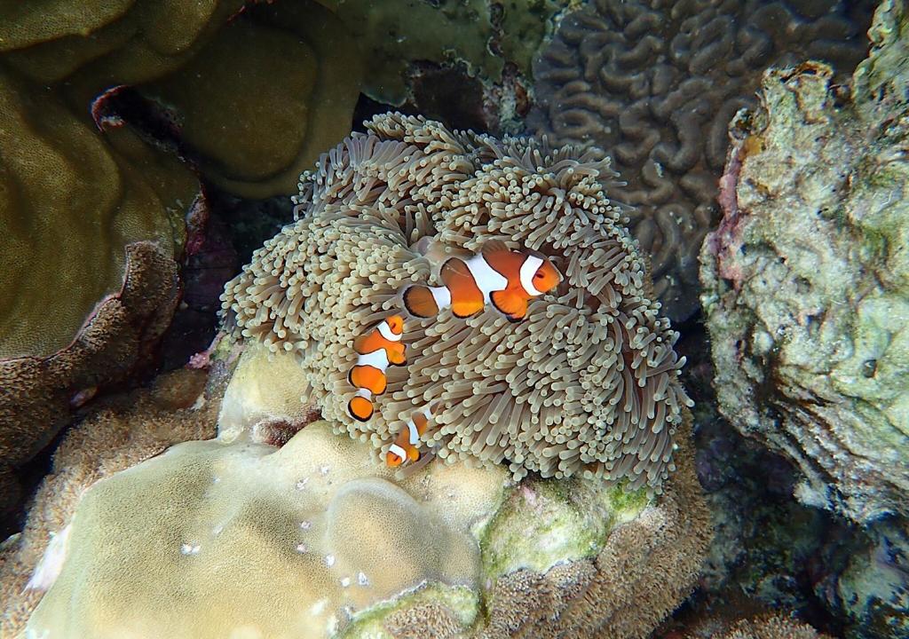 Mook Montra Resort Sea Front, Ko Mook (updated prices 2025)