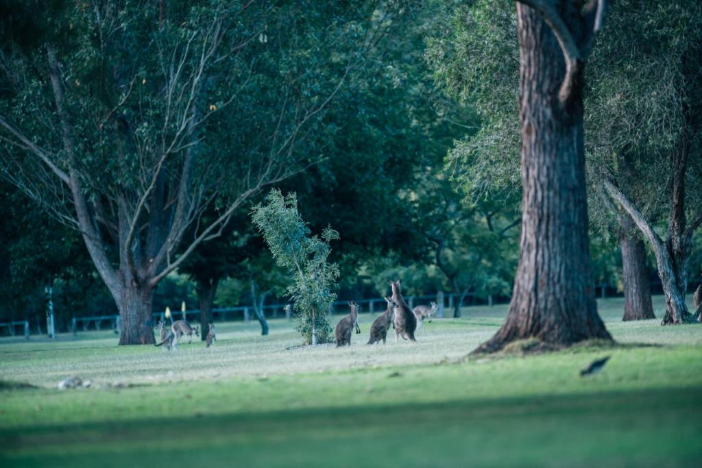 Del Rio Riverside Resort, Wisemans Ferry (updated prices 2025)