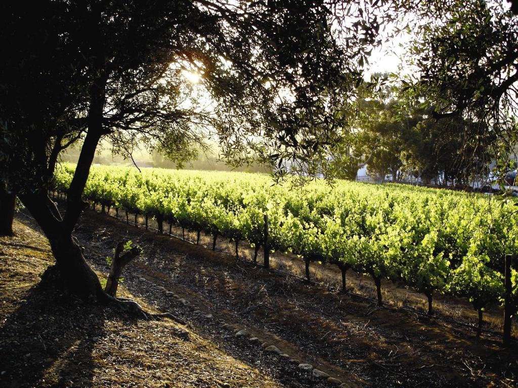 The Devon Valley Hotel, Stellenbosch (updated prices 2025)