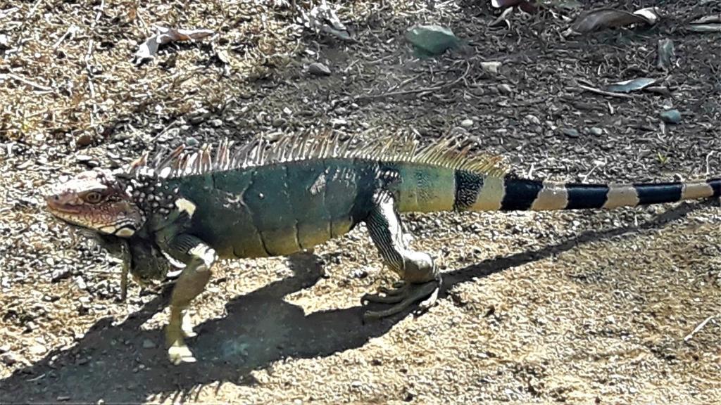 Encanto Lodge, Drake (updated prices 2025)