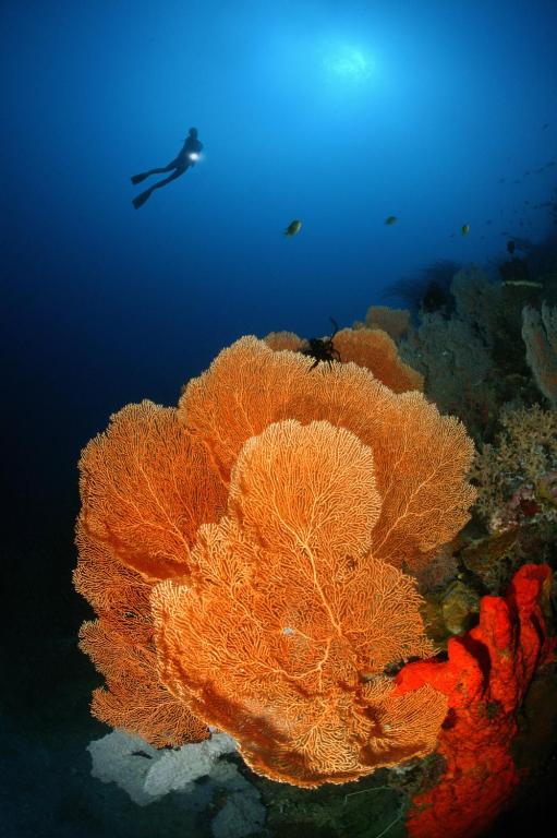 Walindi Plantation Resort, Kimbe (updated prices 2025)