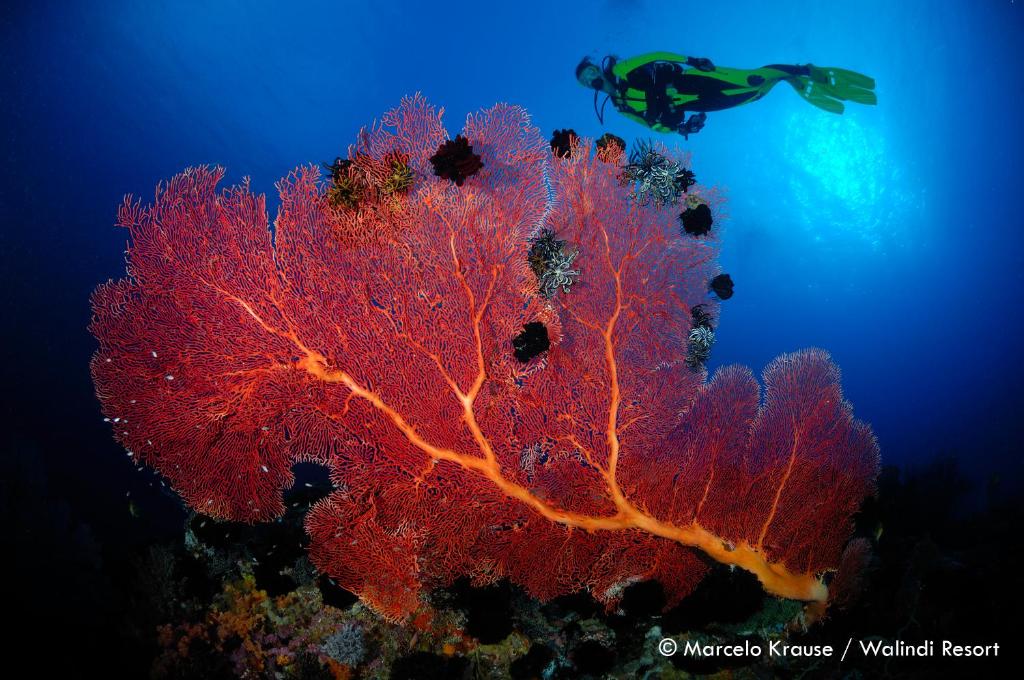 Walindi Plantation Resort, Kimbe (updated prices 2025)