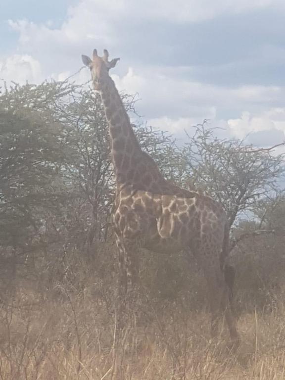 42@ Ditholo Game Lodge, Thabazimbi (updated prices 2025)