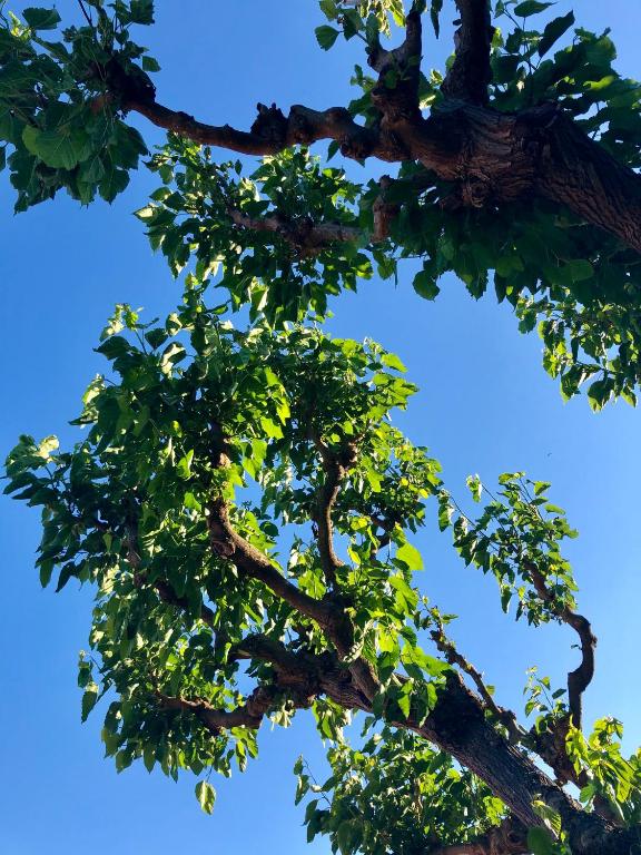 Narilatha Flower In Himalayas | Best Flower Site