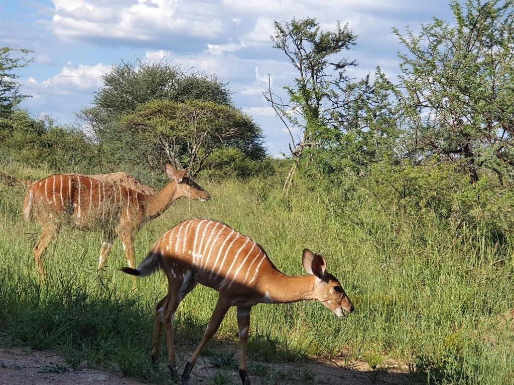 42@ Ditholo Game Lodge, Thabazimbi (updated prices 2025)