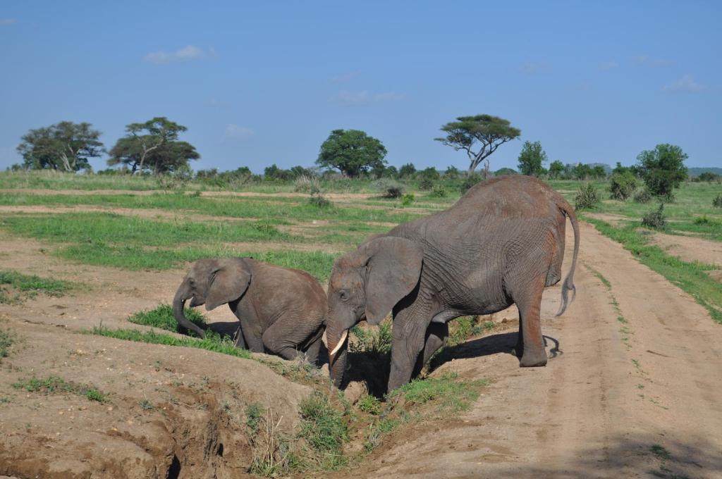 Elephant Rock Luxury Camp Tarangire, Kaiti (updated prices 2025)