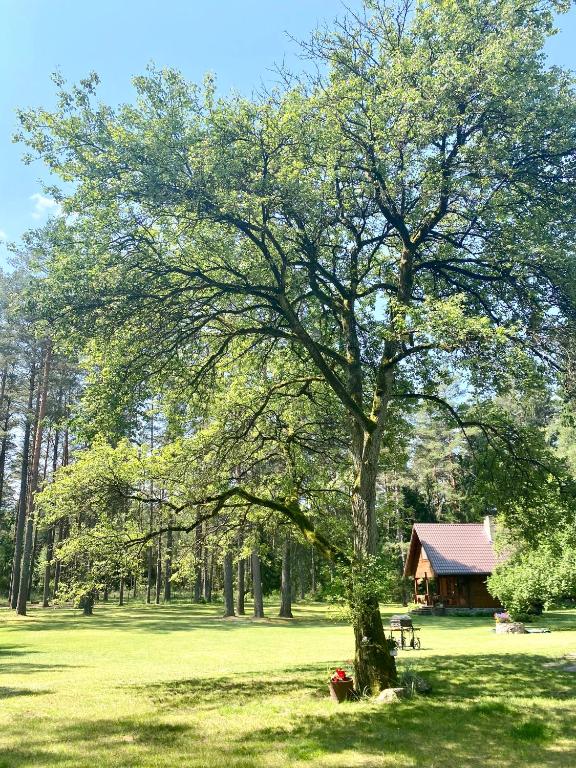 Rojaus Slenis, Druskininkai (updated prices 2025)