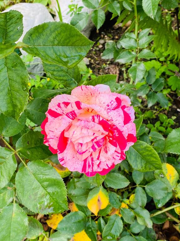 Casa Chira, Vişeu de Sus (updated prices 2025)