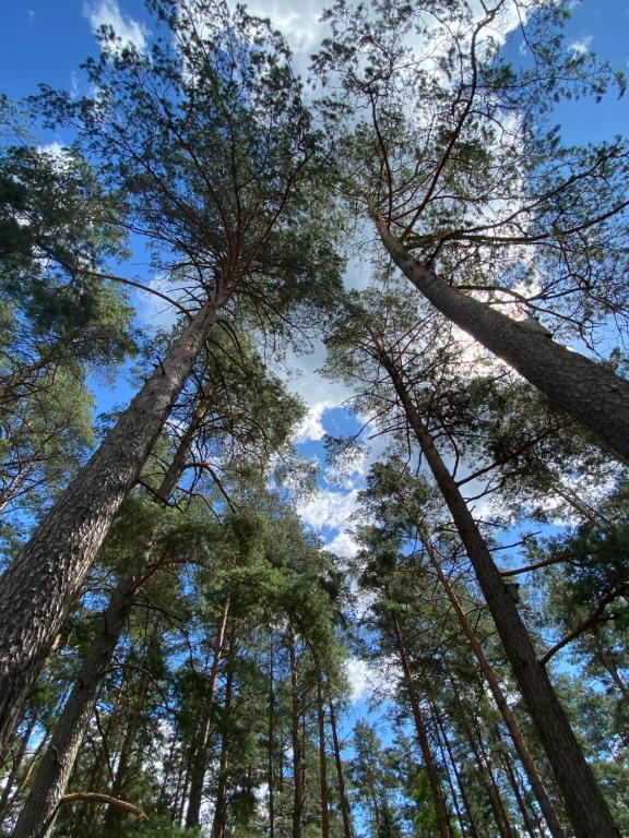 Rojaus Slenis, Druskininkai (updated prices 2025)