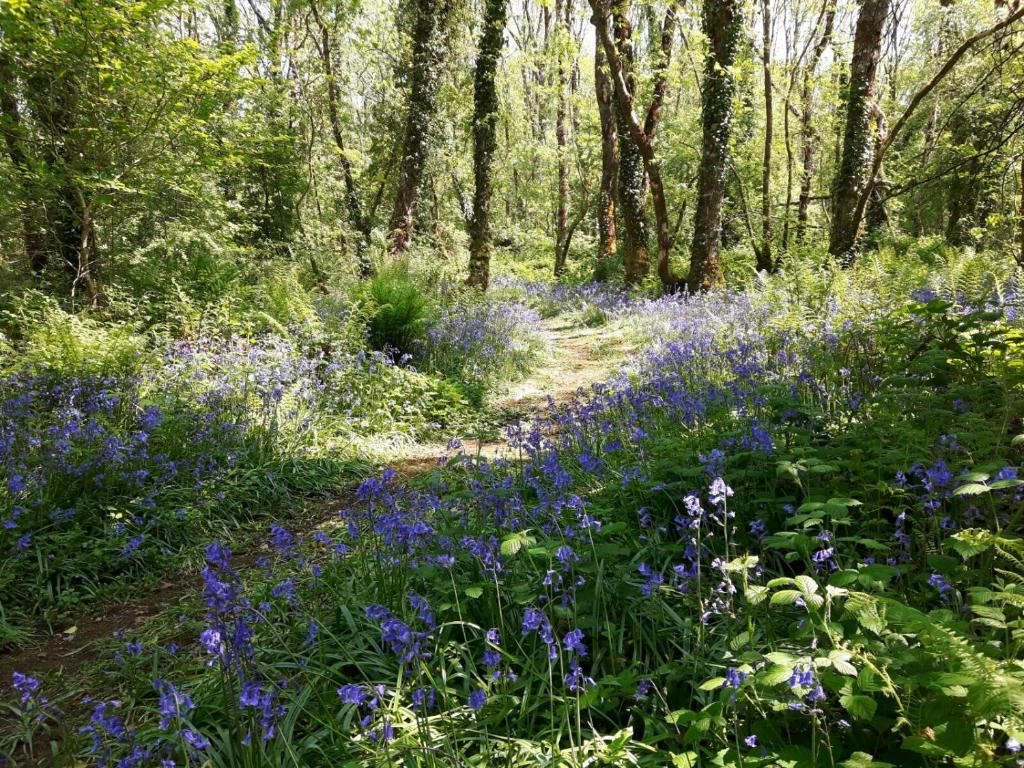 Clonalis House - Guesthouse, Castlerea (updated prices 2025)