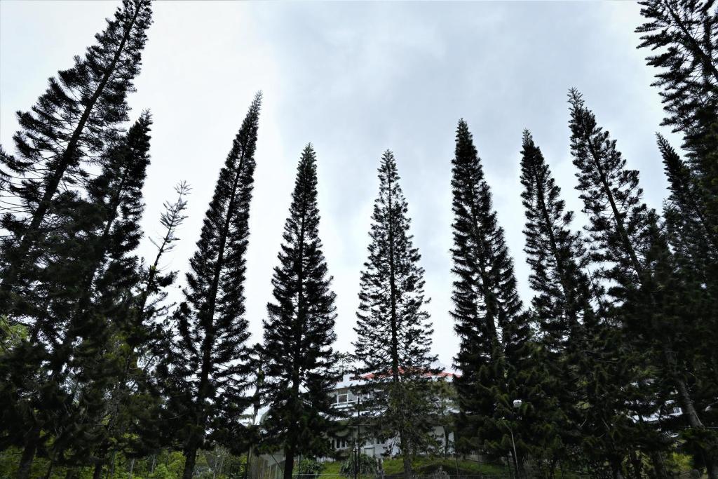 pokok pain dalam bahasa inggeris - Carl Knox