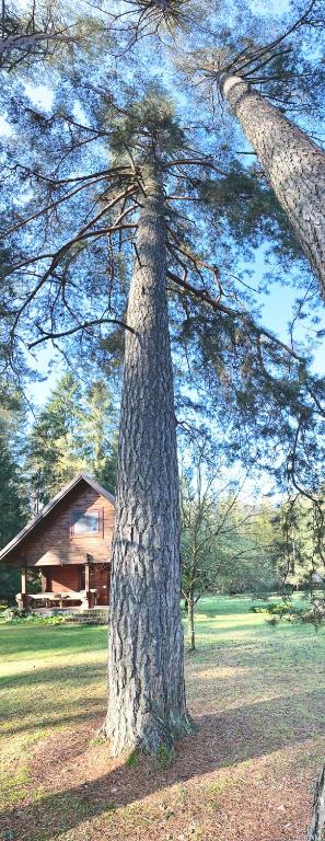 Rojaus Slenis, Druskininkai (updated prices 2025)