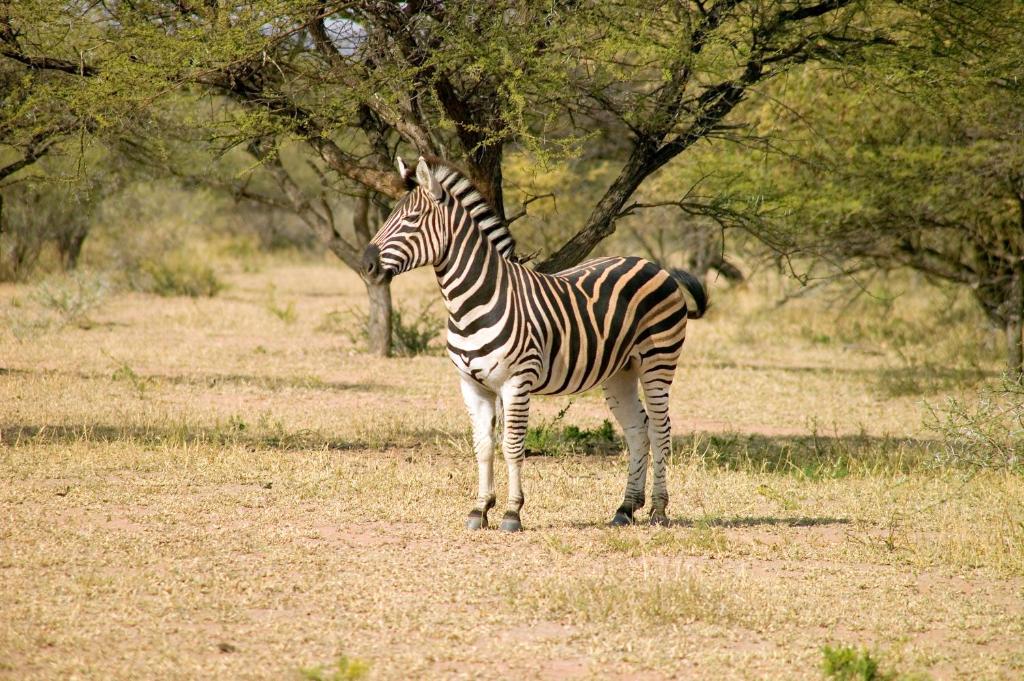 Ditholo Game Lodge Bela Bela, Bela-Bela (updated prices 2025)