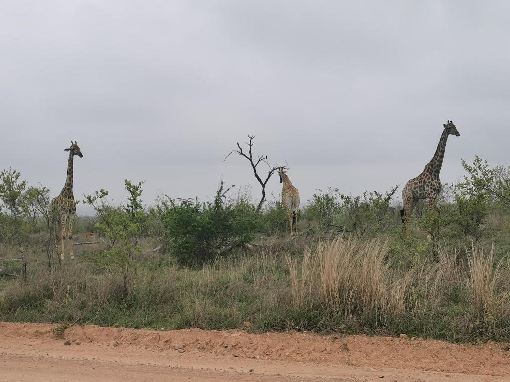 Crocodile Bend, Mpakeni – Updated 2024 Prices