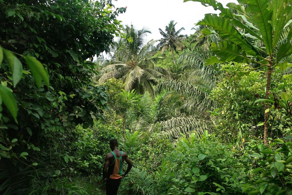 Afro Beach eco Resort Butre, Butre (updated prices 2025)