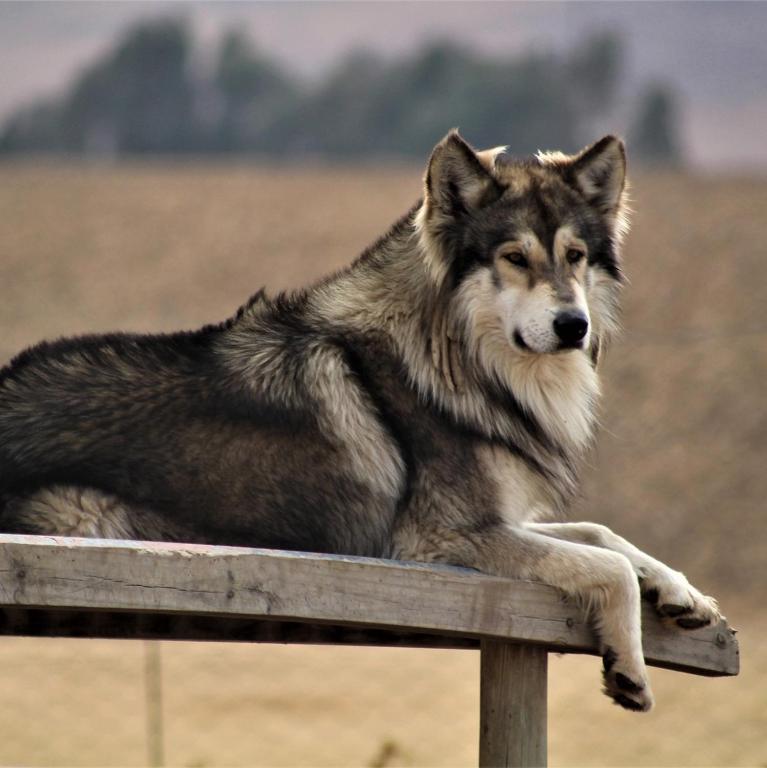 South African Wolf