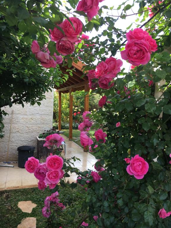 Pinat Nofesh, Rosh Pinna (updated prices 2025)