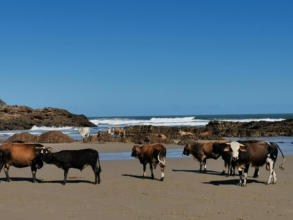 Amapondo, Port St. Johns (updated prices 2025)