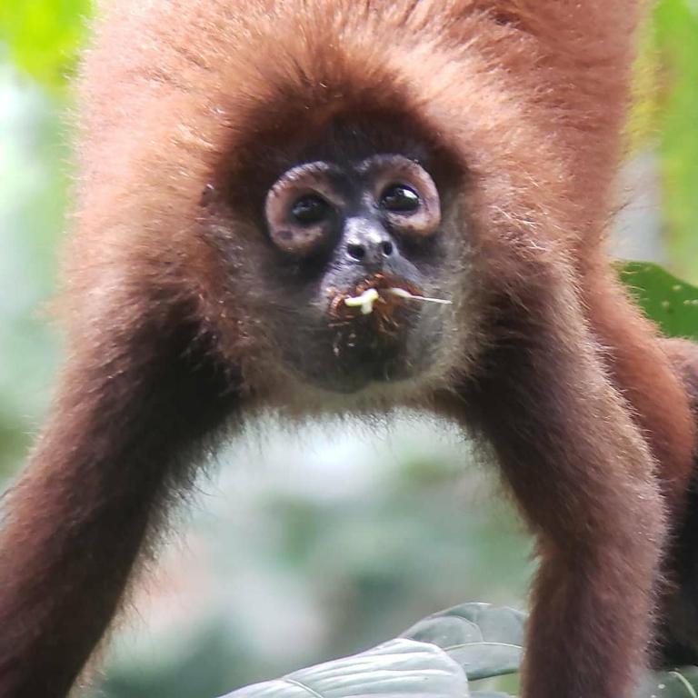 Finca la Bonita, Playa Carate, Carate – Updated 2022 Prices