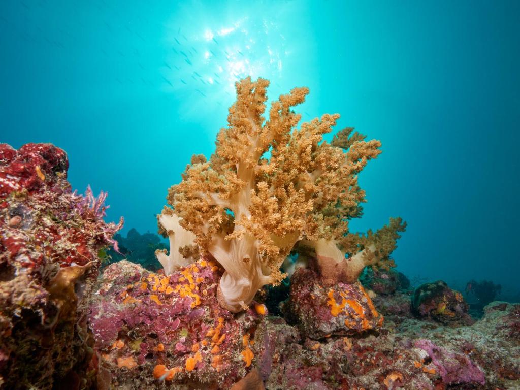 Cora Cora Maldives - Premium All-Inclusive Resort, Raa Atoll (updated ...