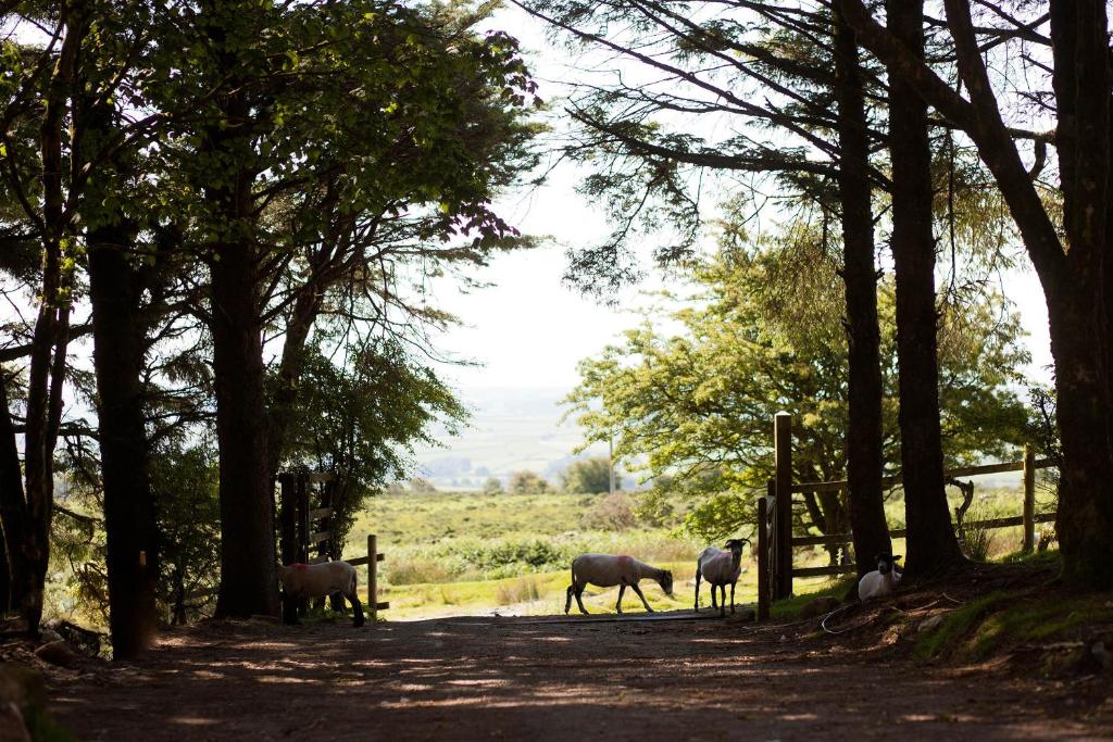 Wheal Tor Hotel & Glamping, Liskeard (updated prices 2026)