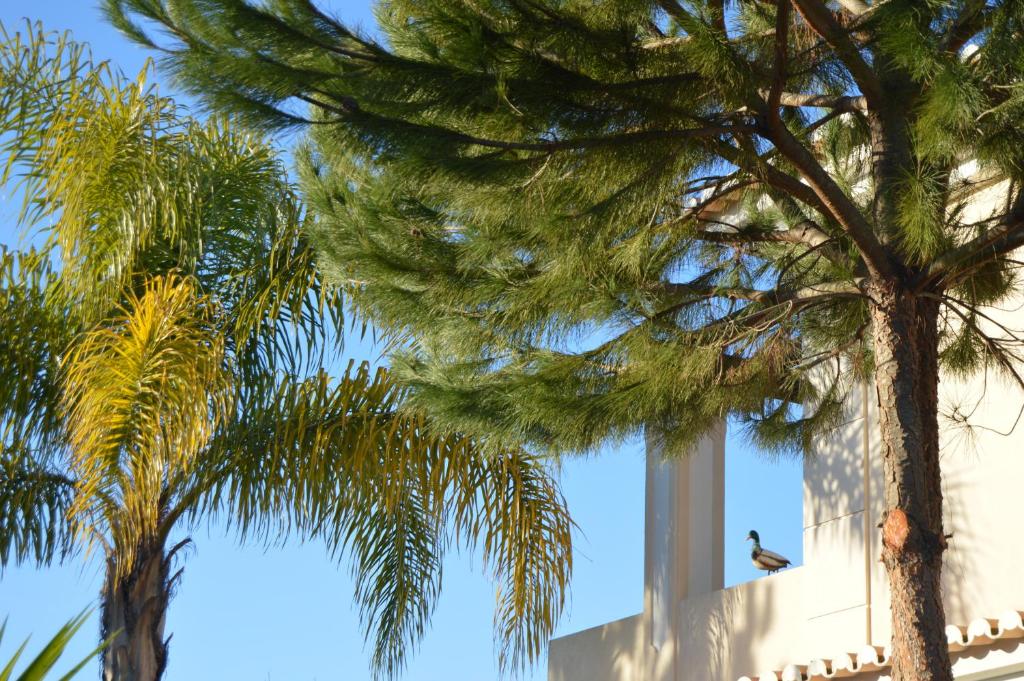 Belar, Tavira (updated prices 2025)