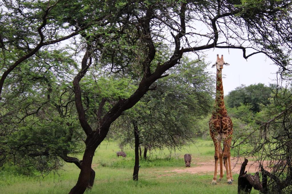 Umkhaya, Marloth Park (updated prices 2025)