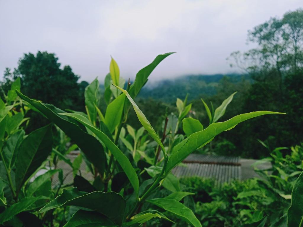 Ella Summer Lesser, Ella – Updated 2023 Prices