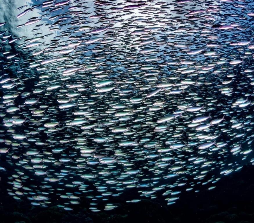 Marind Dive Eco Resort, Waha (updated prices 2025)