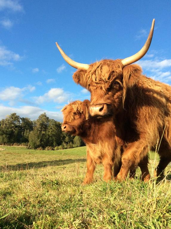 Ahaura Lodge & Waterwheel Farm Stay, Totara Flat (updated prices 2025)