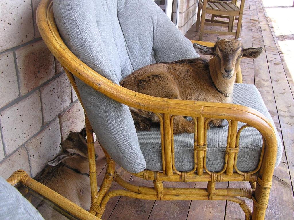 Ahaura Lodge & Waterwheel Farm Stay, Totara Flat (updated prices 2025)