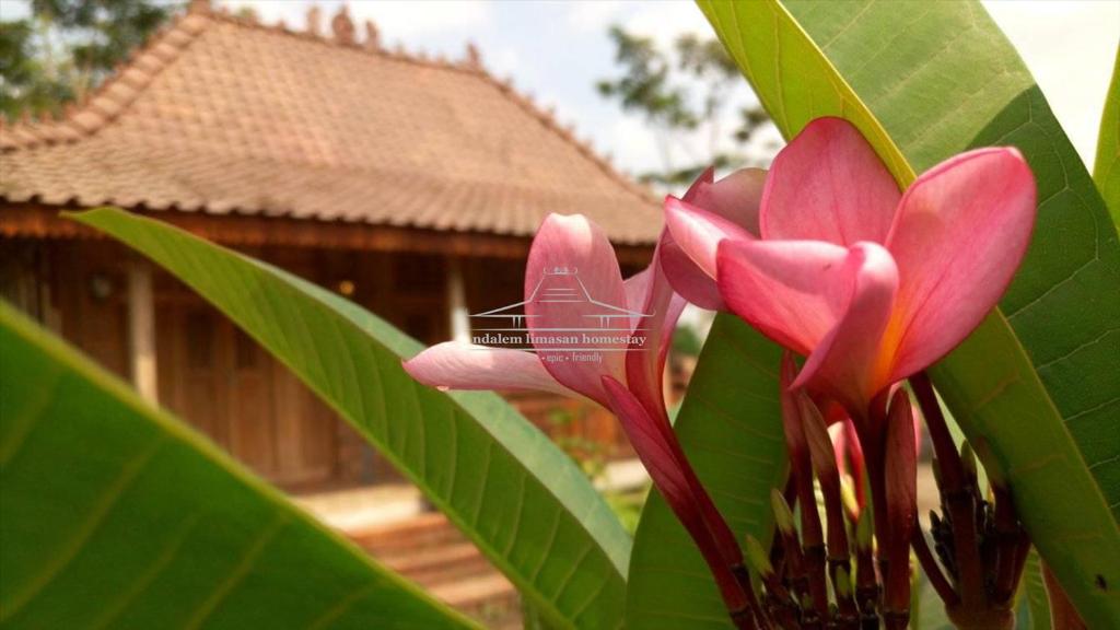 Ndalem Limasan Homestay, Джокьякарта (актуальные цены 2025 года)