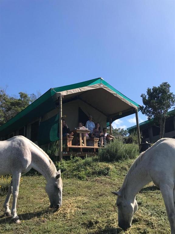 Trees&Seas - Glamping with farm animals, Wilderness (harga terbaru 2025)