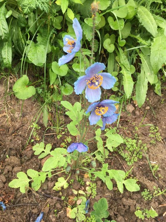 Chhatru Valley Stays, Chhatru (updated prices 2025)