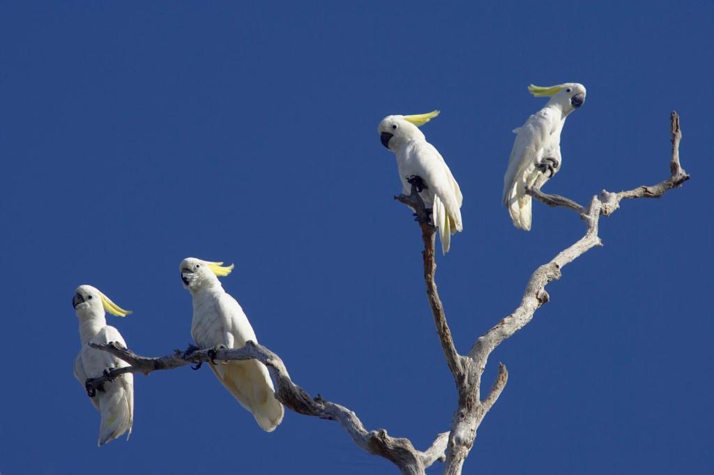 Bamurru Plains, Point Stuart (updated prices 2025)