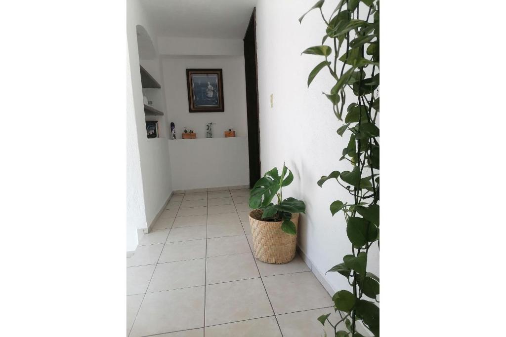 Estudio En El Corazon De Colima - Colima