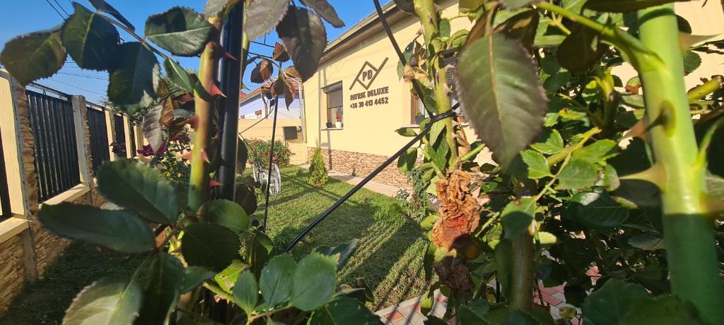 Patrik Deluxe - Kígyó utca