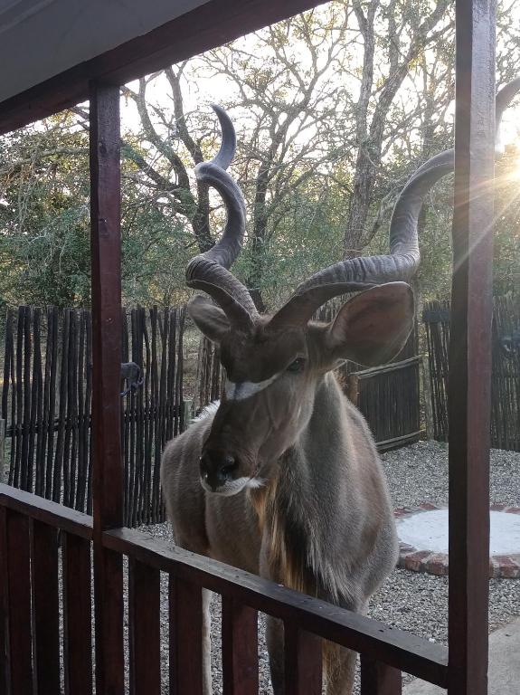 Wild Escape, Marloth Park (updated prices 2026)