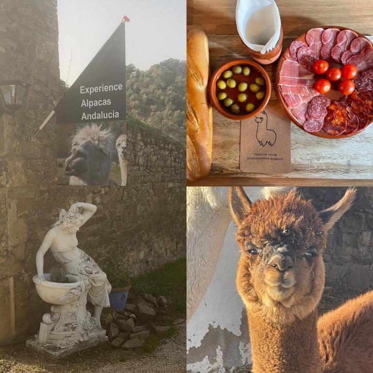 Experience Alpacas In Andalucia - Montoro
